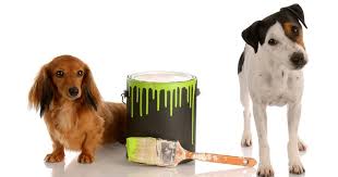 How to Choose the Right Pet-Friendly Paint? | Our Blog